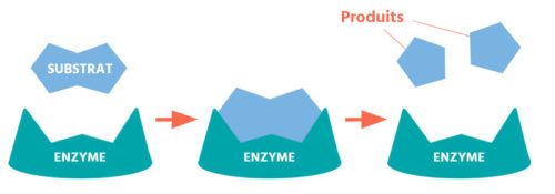 Découvrez comment la cuisson détruit nos aliments et notre capital ...